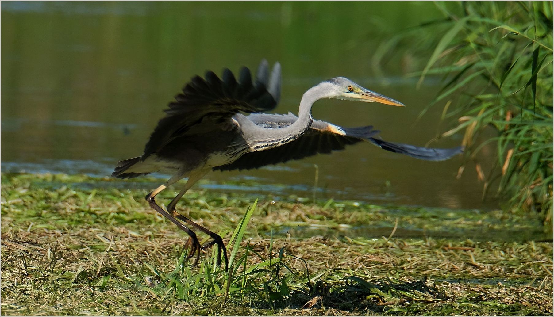 Reiher I Foto & Bild | tiere, wildlife, wild lebende vögel Bilder auf ...