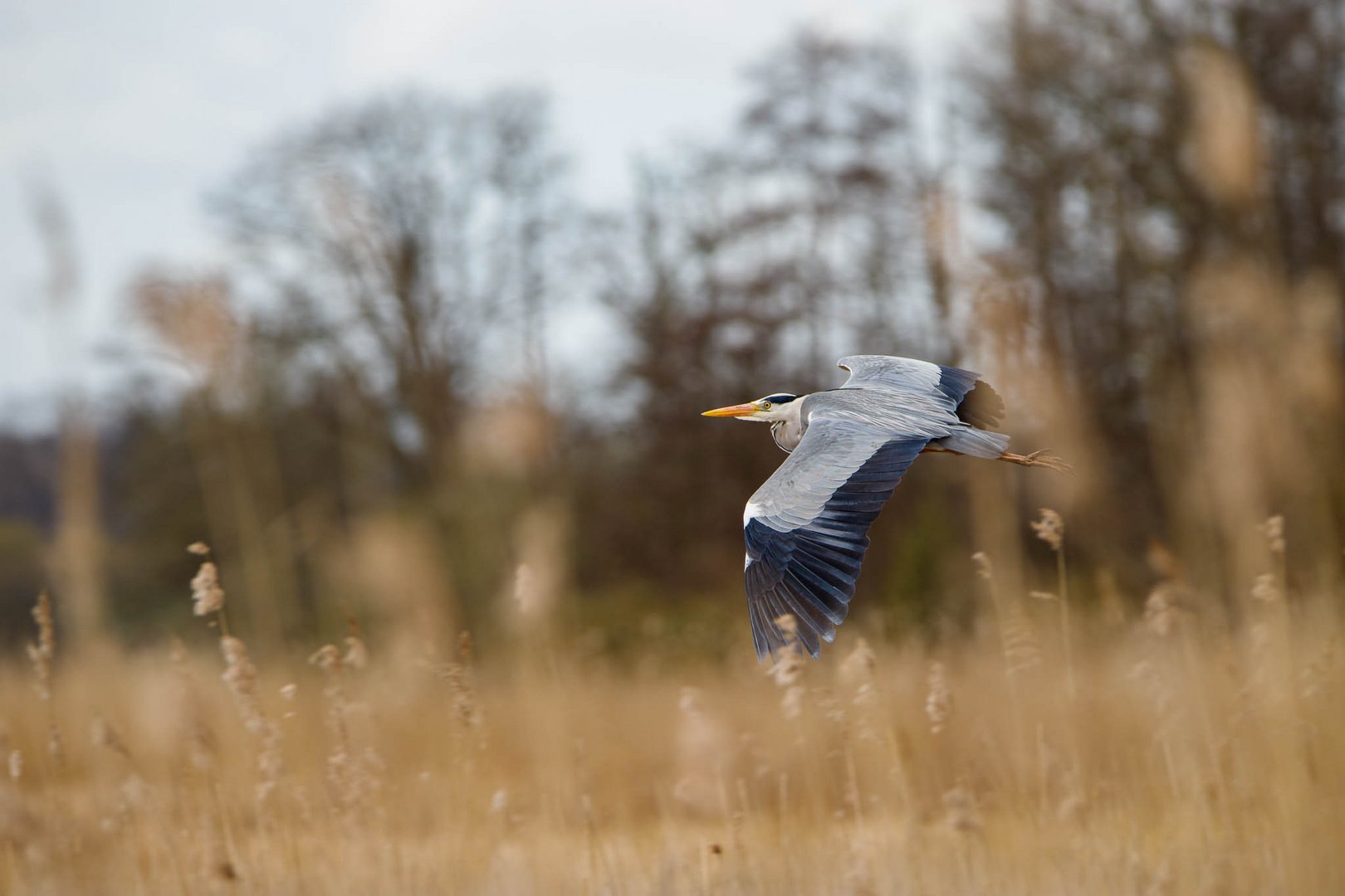 Reiher im Brenner Moor Foto & Bild | natur, tiere, vögel Bilder auf ...