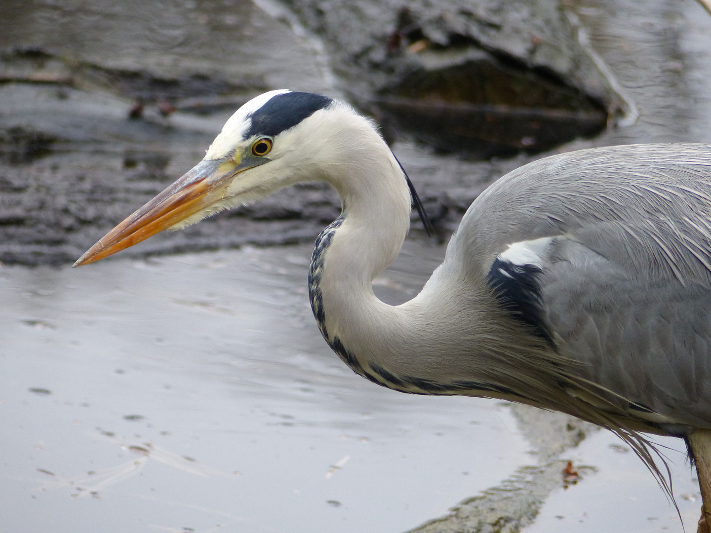 Reiher im Portrait Foto & Bild | tiere, wildlife, wild lebende vögel ...