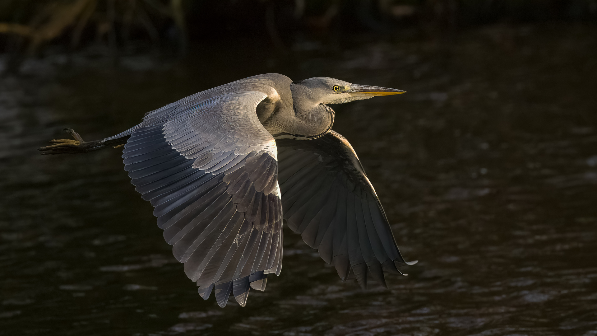 Reiher, in den Sonnenuntergang fliegend Foto & Bild | wasser, natur ...