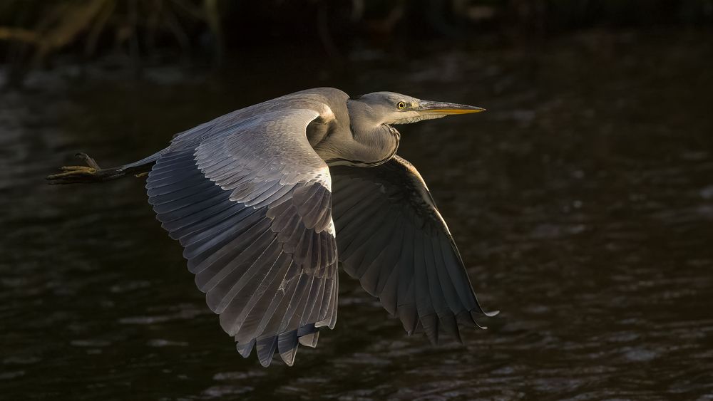 Reiher, in den Sonnenuntergang fliegend Foto & Bild | wasser, natur, vogel Bilder auf fotocommunity