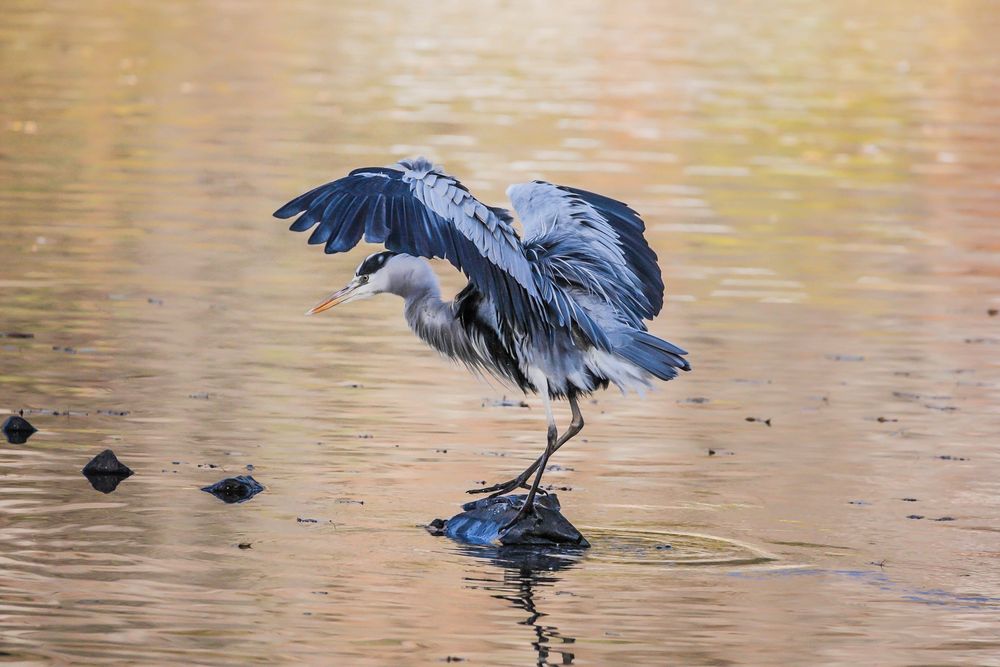 Reiher ist gelandet Foto & Bild | natur, tiere, vögel Bilder auf ...