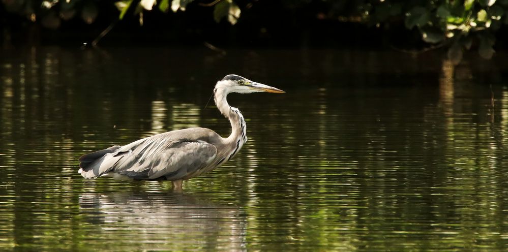 ...Reiher No.1... Foto & Bild | tiere, wildlife, wild lebende vögel ...