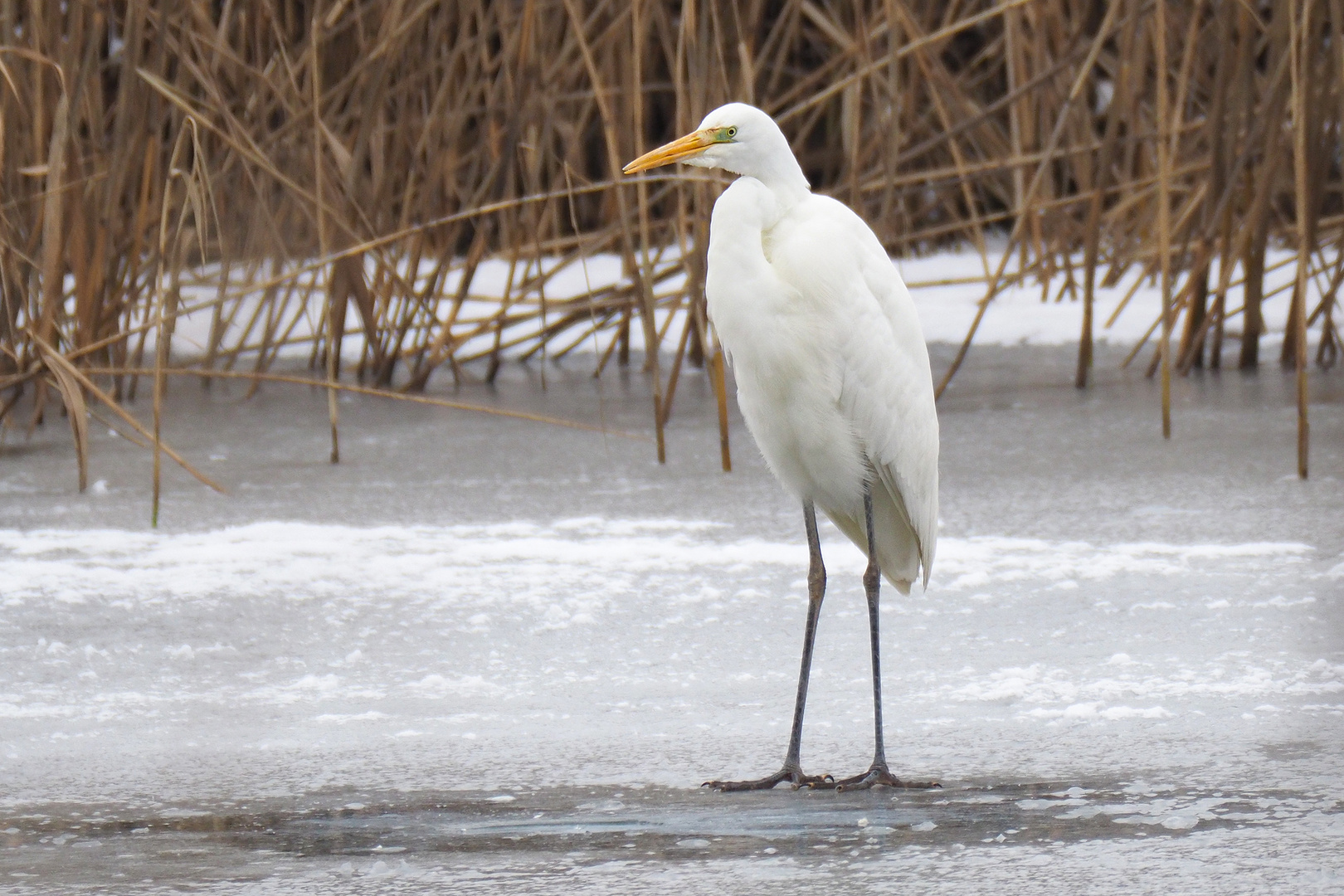 Reiher on Eis Foto & Bild | tiere, wildlife, wild lebende vögel Bilder ...