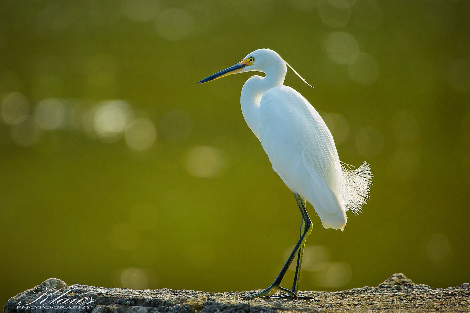 Reiher steht in Pose Foto & Bild | tiere, wildlife, wild lebende vögel ...