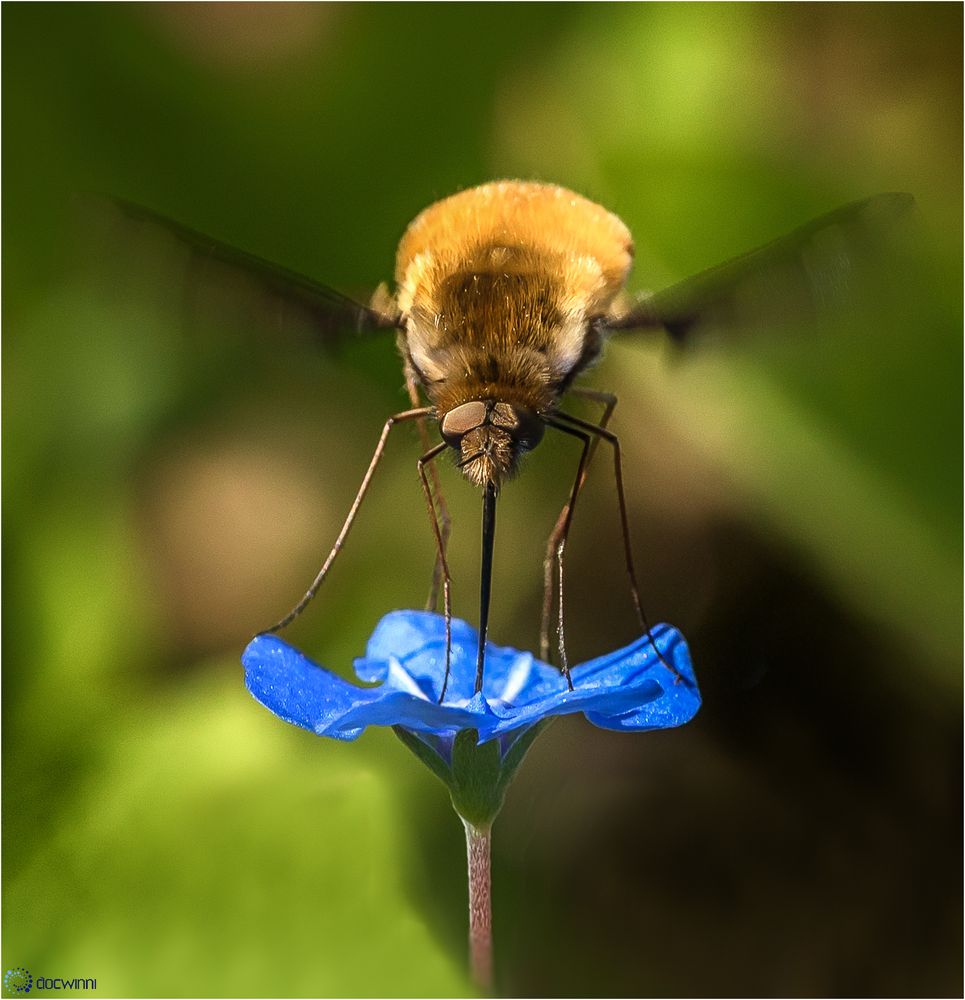 Rein mit dem Rüssel Foto & Bild | makro, natur, fliegen Bilder auf ...