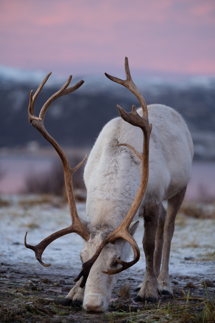 Reindeer Foto & Bild | tiere, wildlife, säugetiere Bilder auf fotocommunity