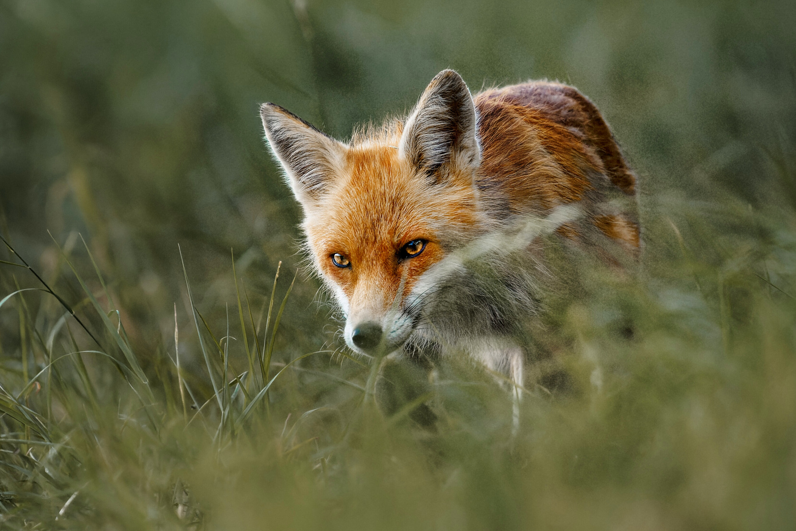 Reinecke Fuchs Foto & Bild | tiere, wildlife, säugetiere Bilder auf ...
