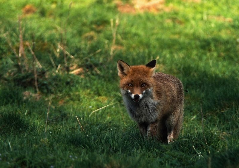 Reinecke Fuchs beim Mausen (Scan) Foto & Bild | tiere, wildlife ...