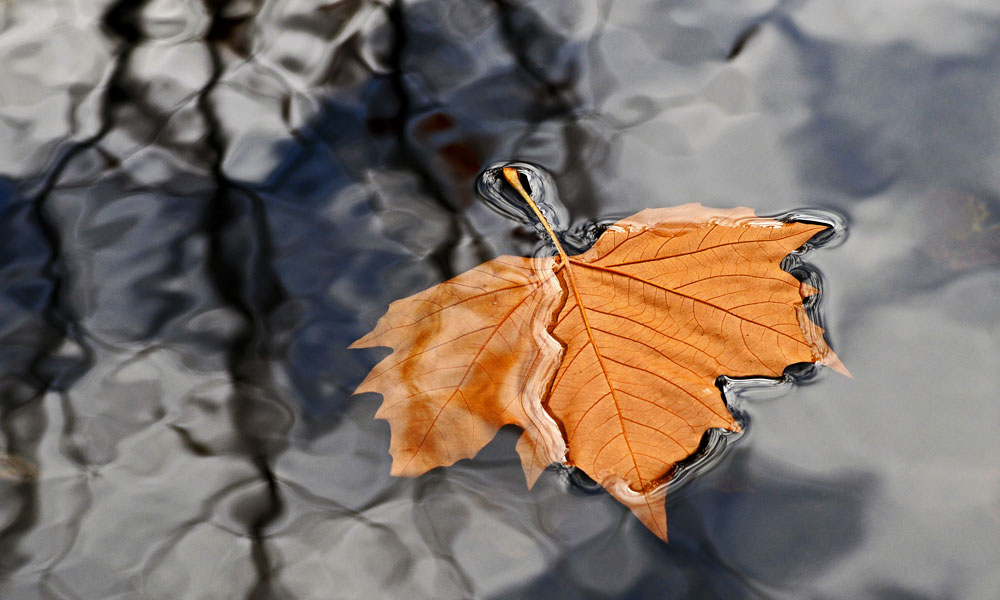 reingefallen Foto & Bild | wasser, bäume, teich Bilder auf fotocommunity
