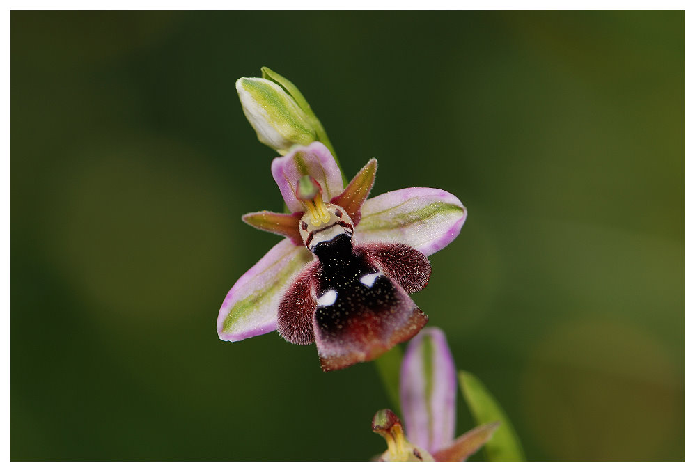 Reinholds Ragwurz (Ophrys reinholdii) (3) Foto & Bild | pflanzen, pilze ...