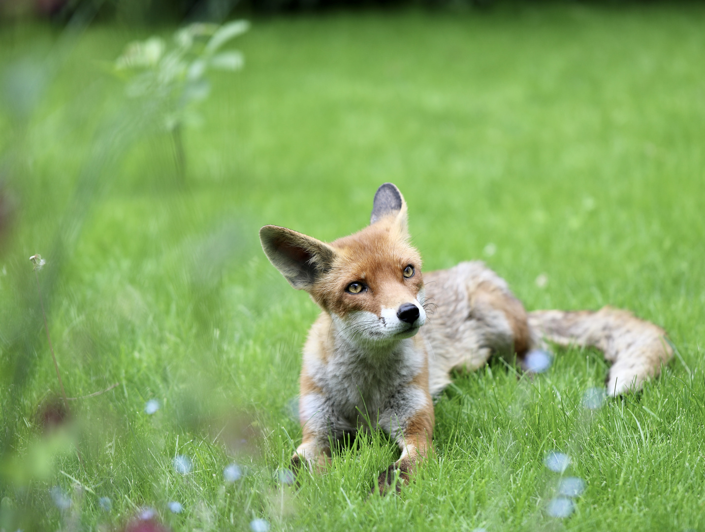 Reinickendorfer Fuchs 2 Foto & Bild | tiere, wildlife, wildlife in der ...