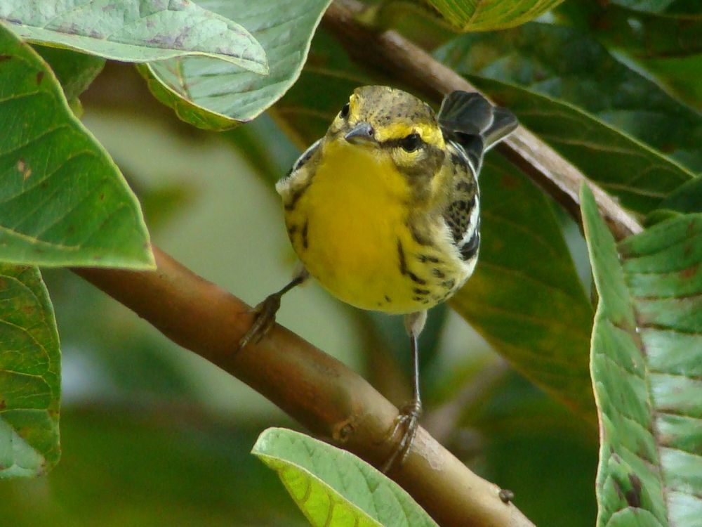 Reinita (inmadura) Imagen & Foto | animales, aves, naturaleza Fotos de ...