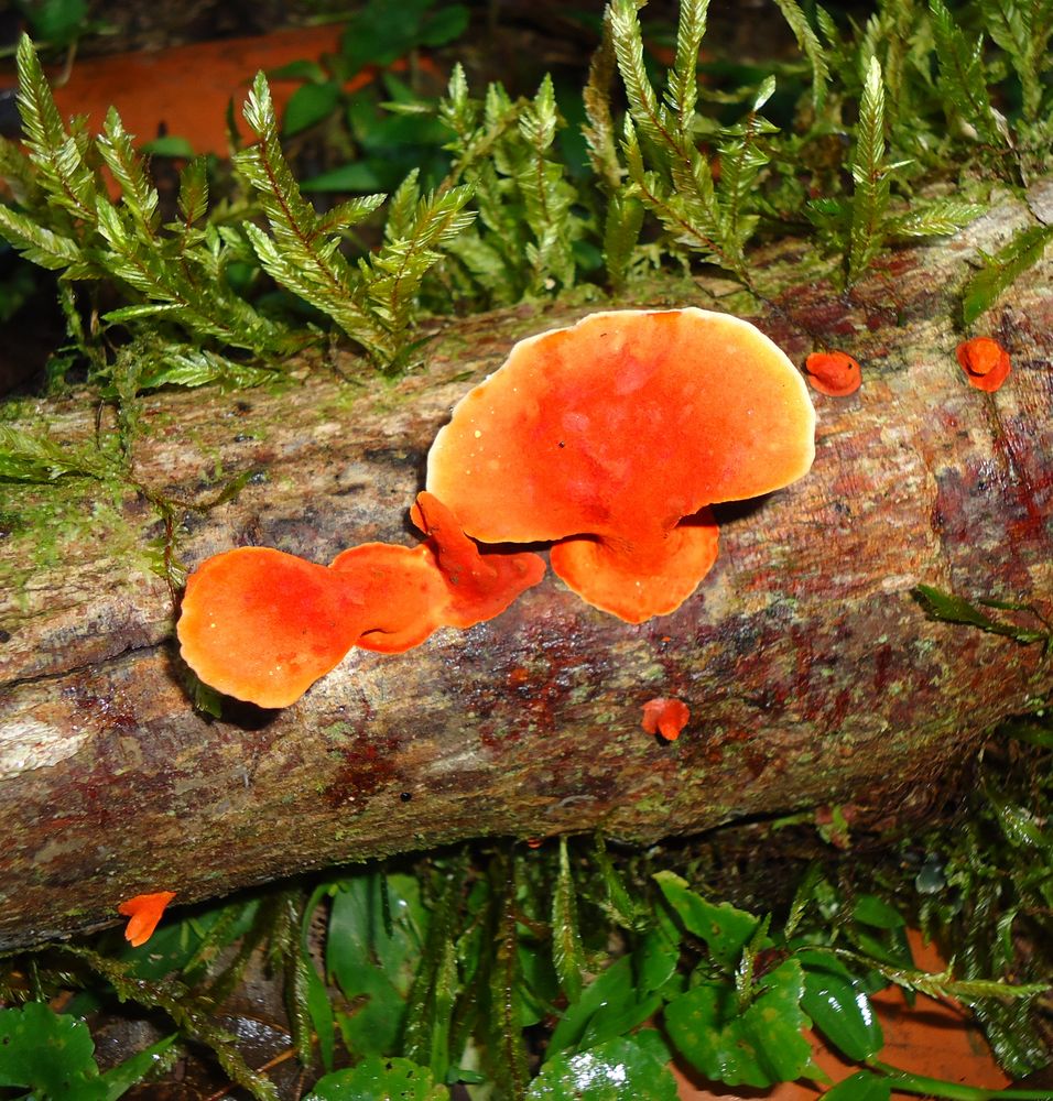 Reino Fungi Imagen & Foto | naturaleza diversa , fungi, naturaleza ...