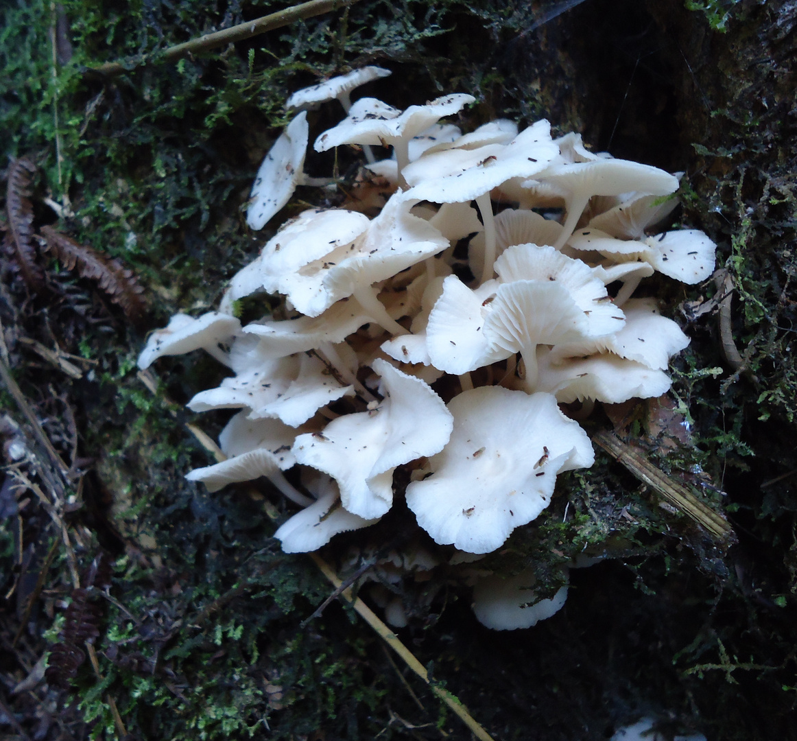 Reino Fungi Imagen & Foto | naturaleza diversa , cogumelo, naturaleza ...