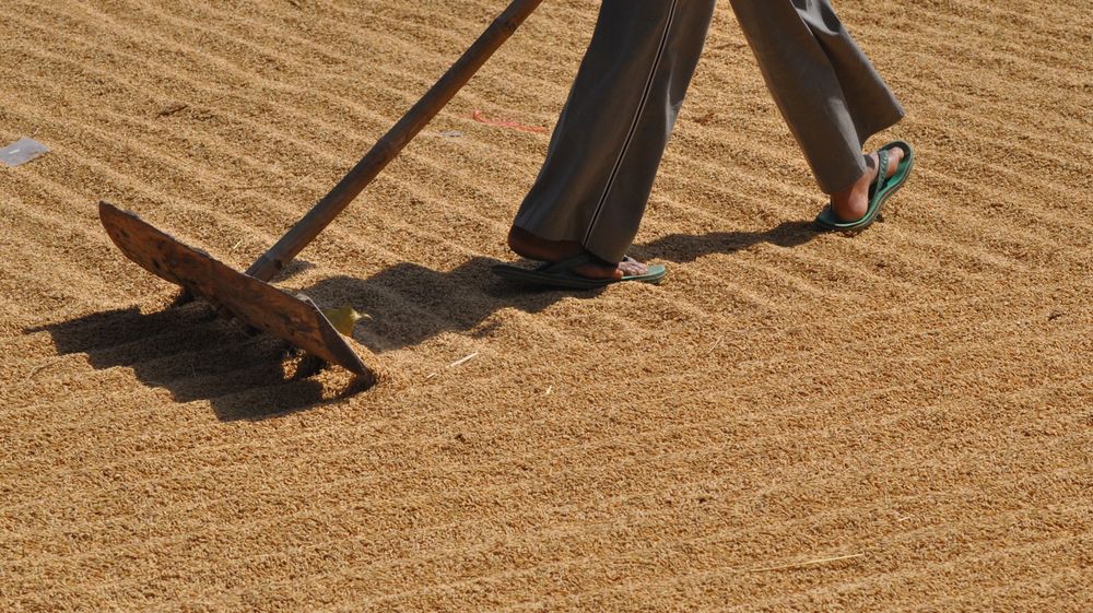 Reis trocknen Foto & Bild | asia, cambodia, southeast asia Bilder auf ...