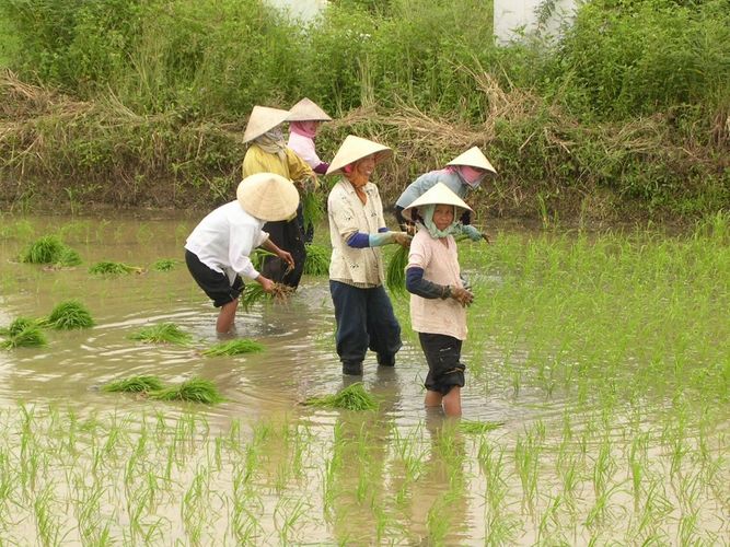 Reisanbau Foto & Bild | asia, vietnam, southeast asia Bilder auf ...