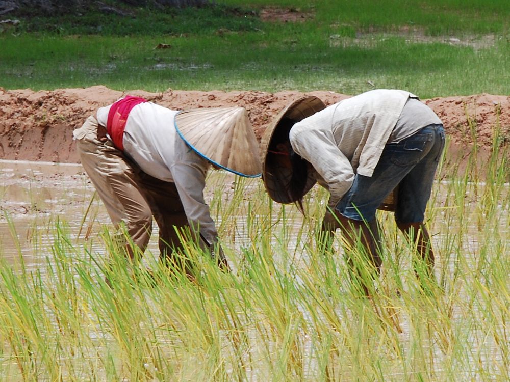 Reisanbau Foto & Bild | asia, cambodia, southeast asia Bilder auf fotocommunity