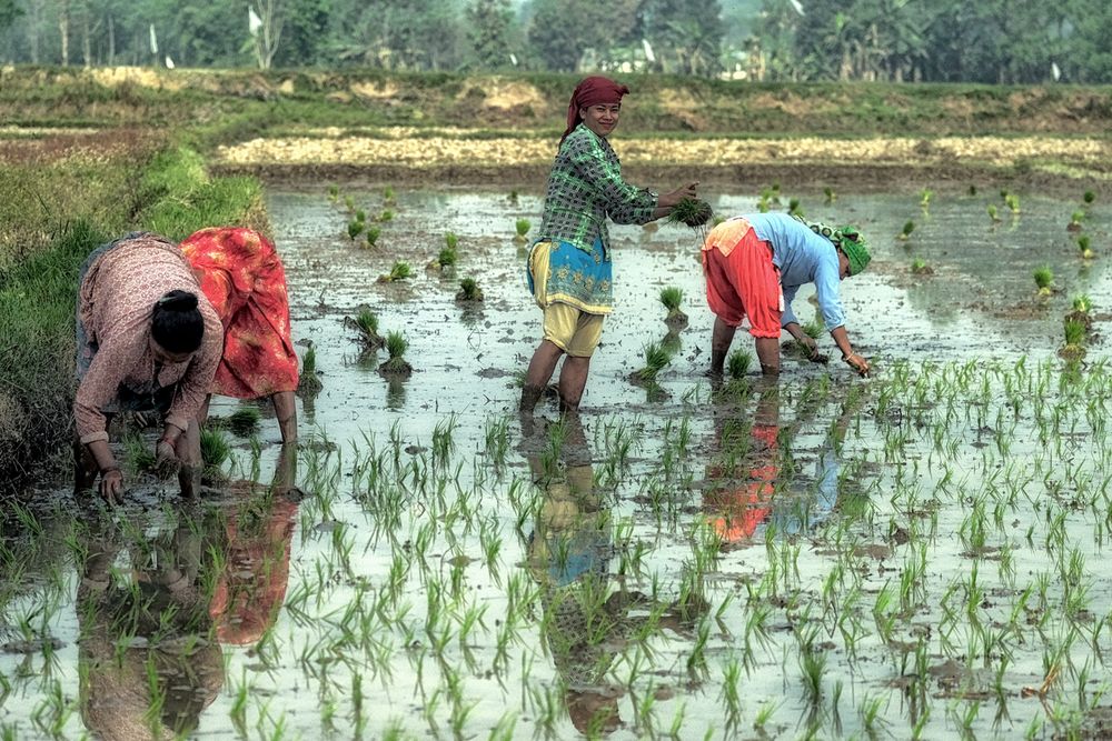 Reisanbau manuell Foto & Bild | erwachsene menschen, asia, nepal Bilder ...
