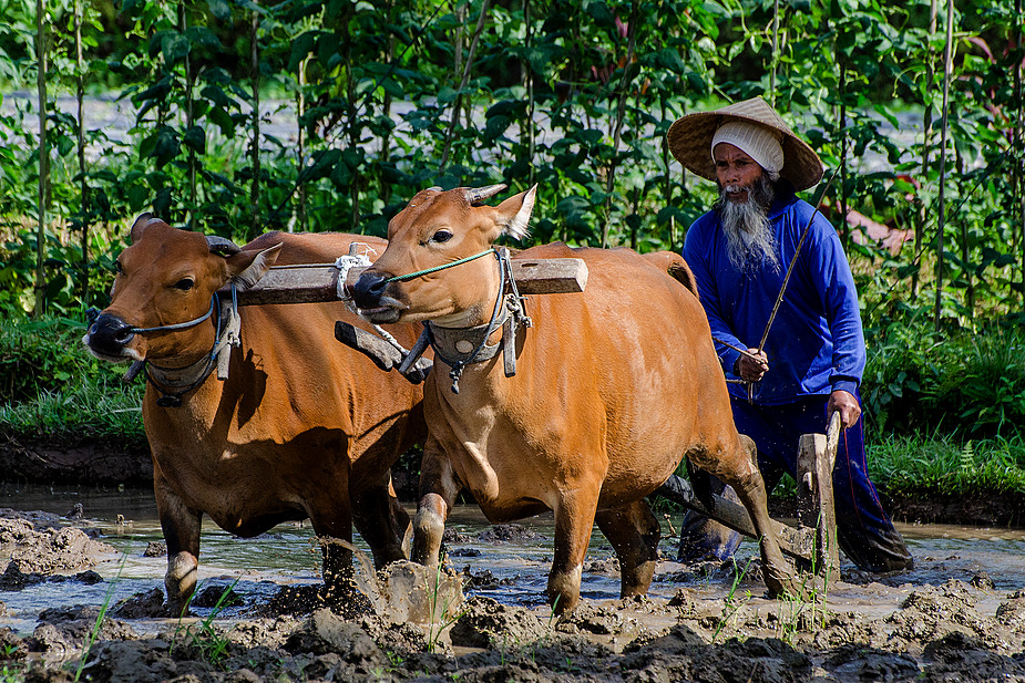 Reisbauer auf Bali Foto & Bild | asia, indonesia, southeast asia Bilder ...
