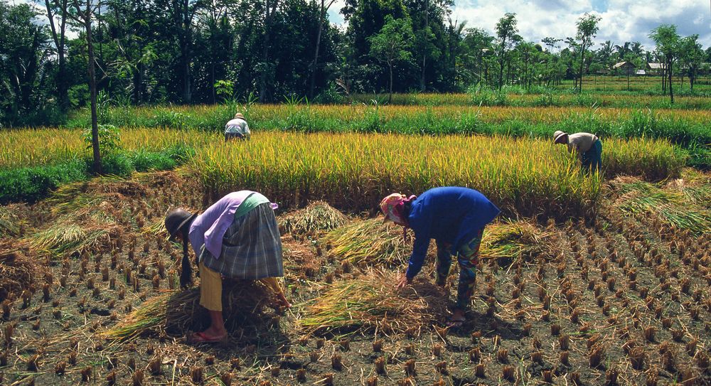 Reisernte auf Bali Foto & Bild | erwachsene menschen, asia, indonesia ...