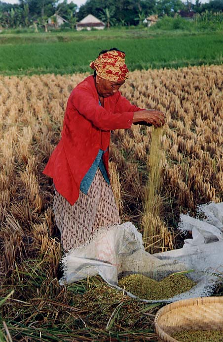 Reisernte auf Bali Foto & Bild | general, on the road, world Bilder auf ...