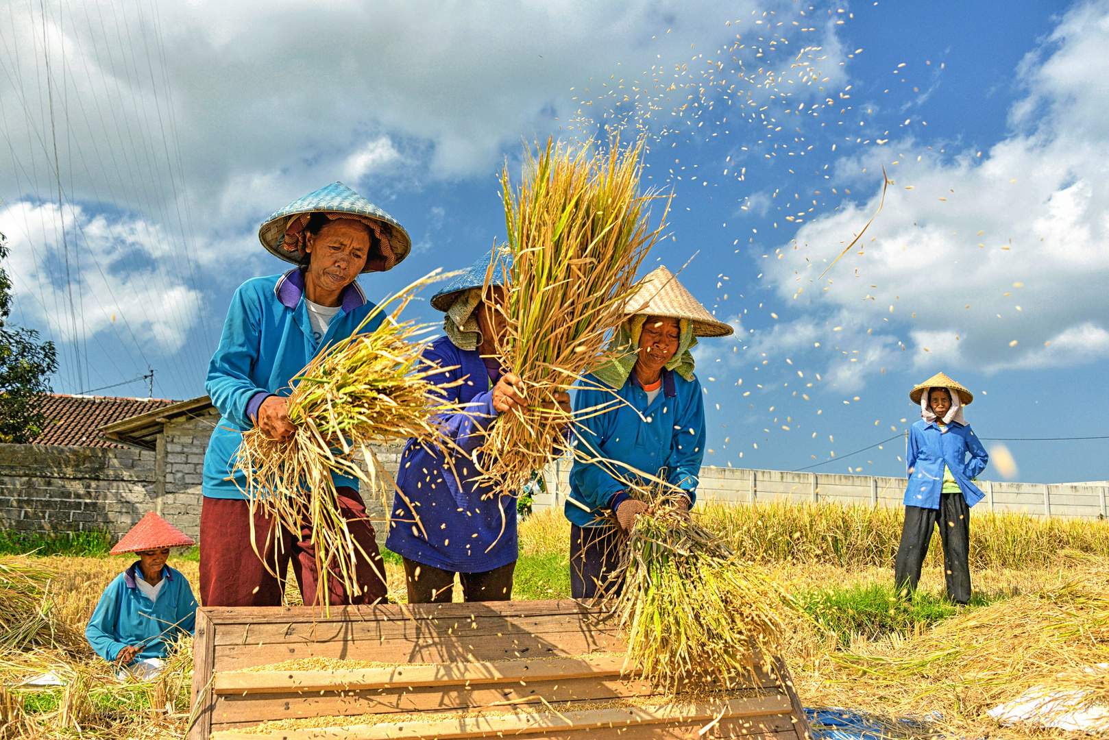 Reisernte Foto & Bild | monatswettbewerbe, peripherien - fern.licht ...