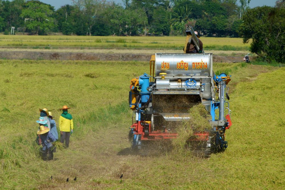 Reisernte in Thailand Foto & Bild | asia, thailand, southeast asia ...