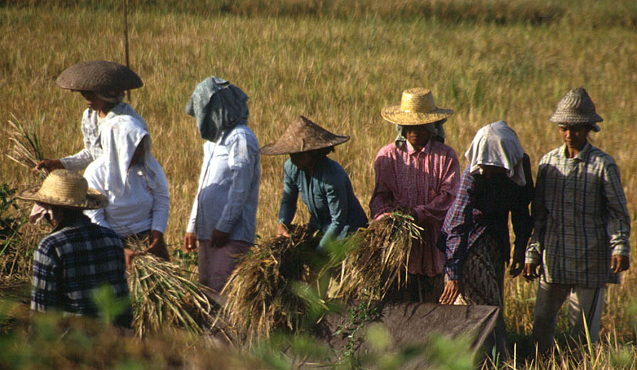 Reisernte in Ubud Foto & Bild | asia, indonesia, southeast asia Bilder ...