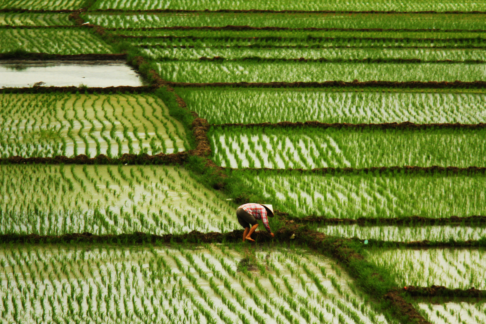 Reisfeld Foto & Bild | china, menschen, reisfeld Bilder auf fotocommunity
