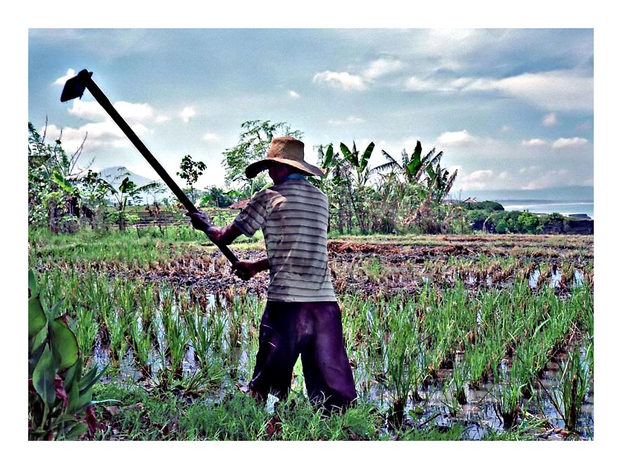 Reisfeldarbeiter Foto & Bild | asia, indonesia, southeast asia Bilder ...