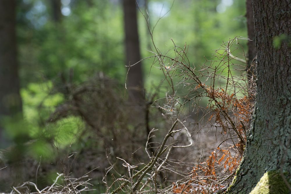 Reisig Foto & Bild | pflanzen, pilze & flechten, bäume, baumrinden ...