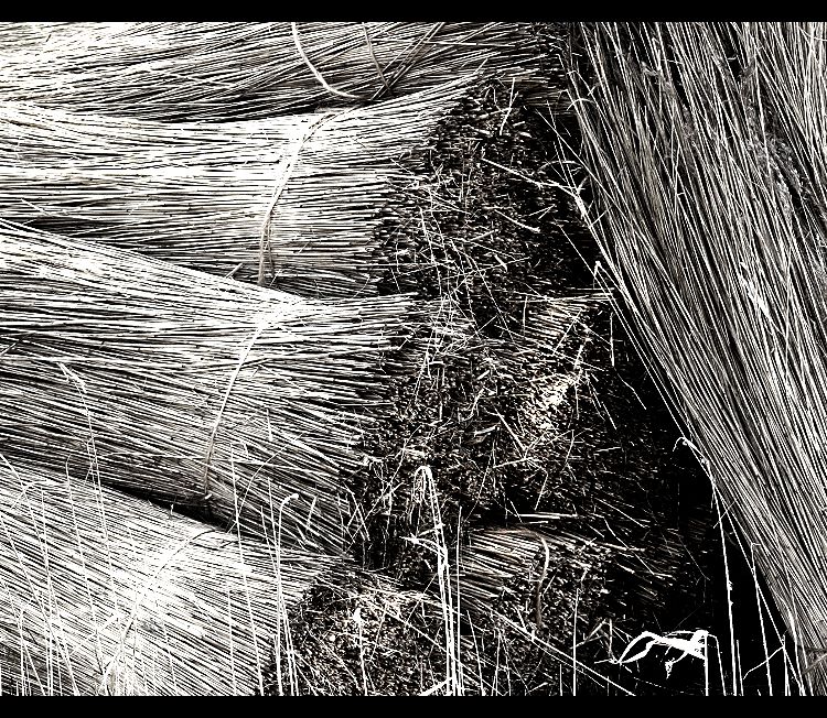 Reisig Foto & Bild | fotokunst, monochrome fine art, sehenswert Bilder ...