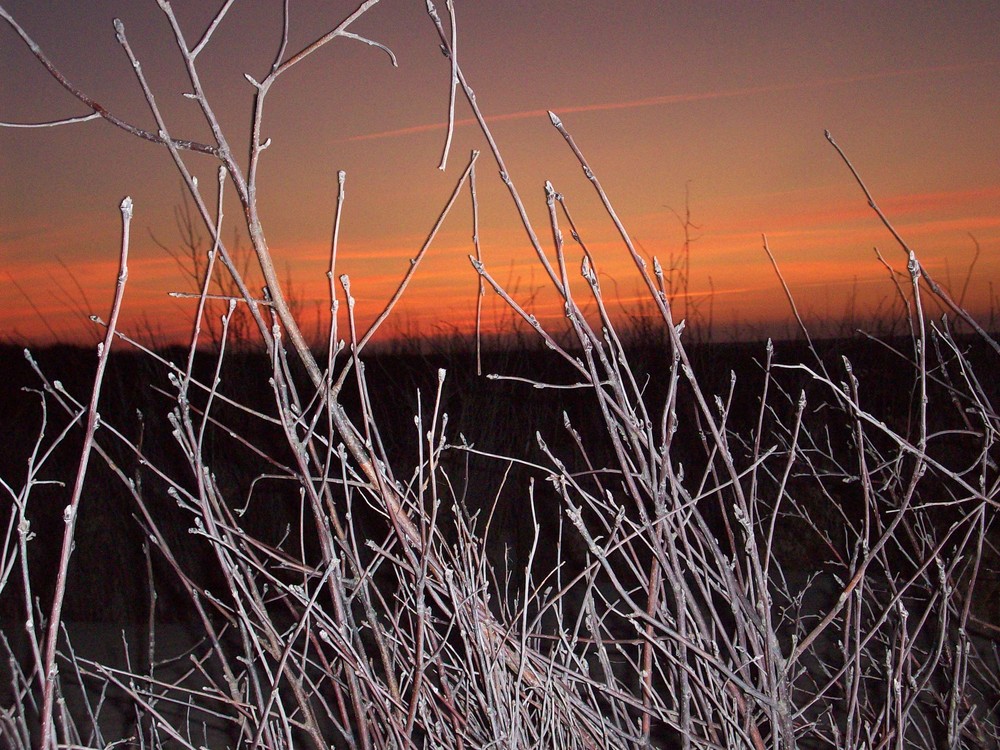Reisig im Sonnenuntergang Foto & Bild | fotokunst, spezial Bilder auf ...