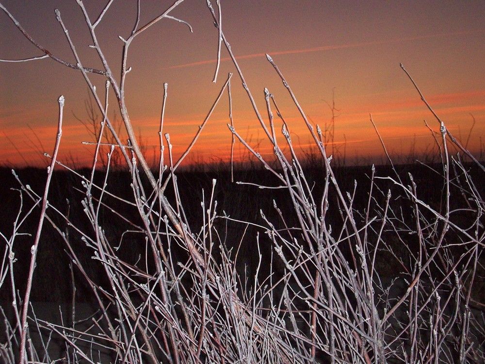 Reisig im Sonnenuntergang Foto & Bild | fotokunst, spezial Bilder auf ...