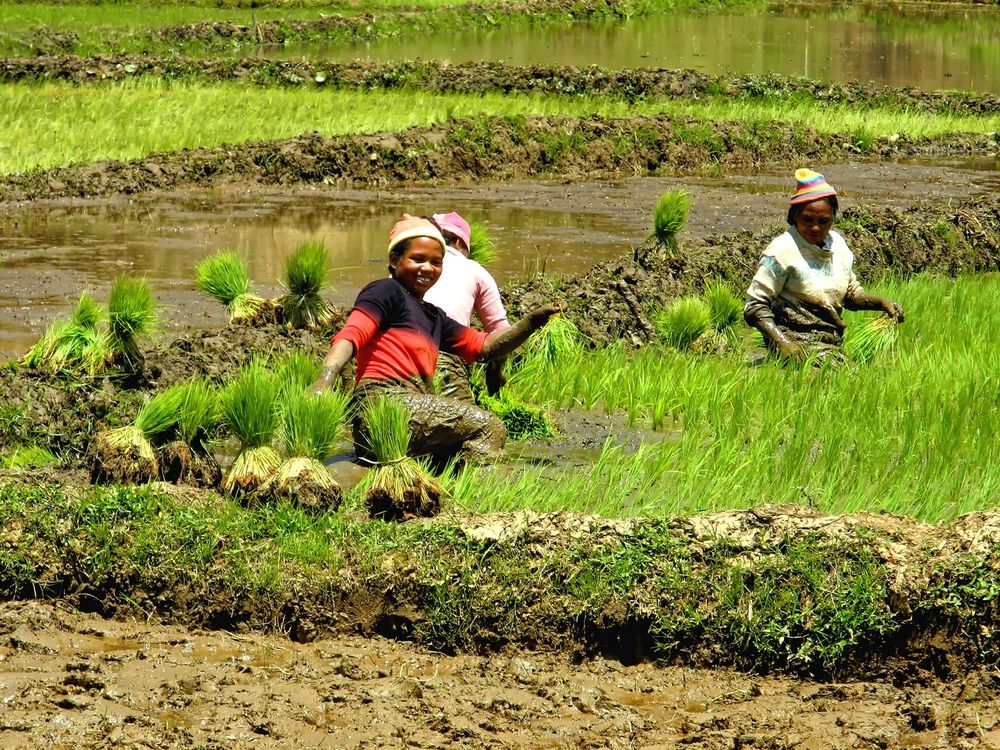 Reispflanzen ... Foto & Bild | erwachsene, africa, madagascar Bilder ...