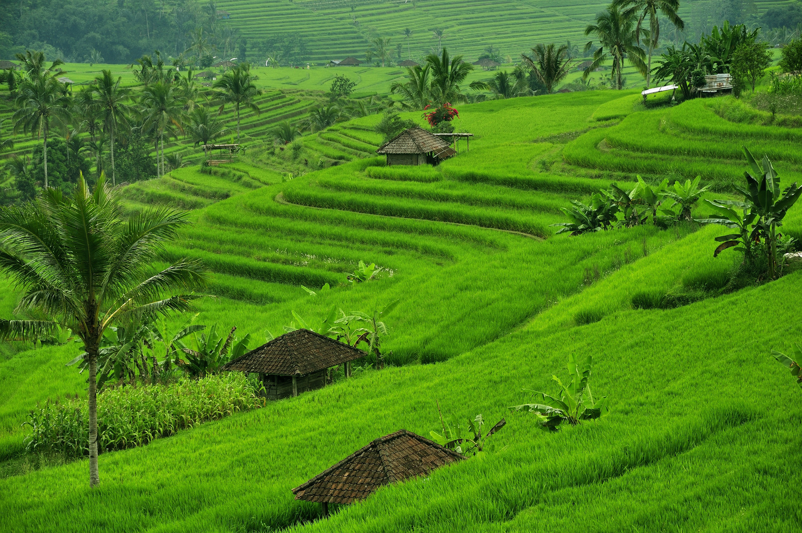 Reisterrassen Bali Foto & Bild | asia, indonesia, southeast asia Bilder ...