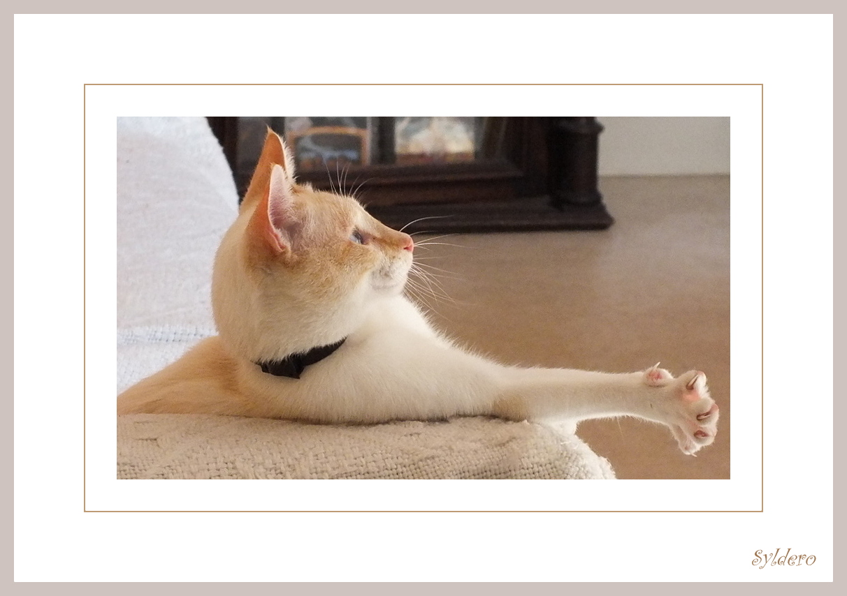 relax photo et image | orange, chat, mimi Images fotocommunity