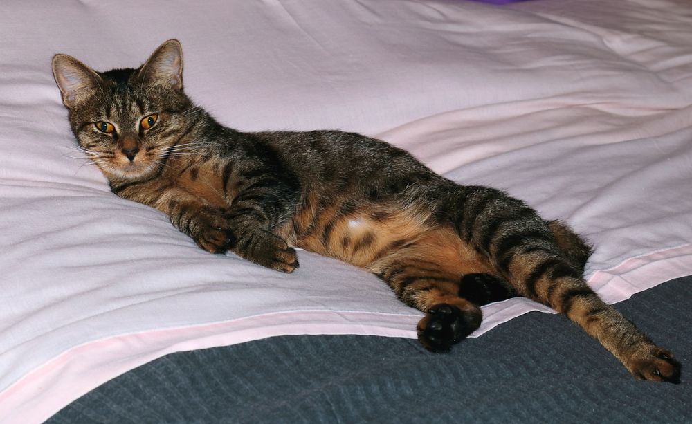 relax photo et image | chats, nature, animaux Images fotocommunity