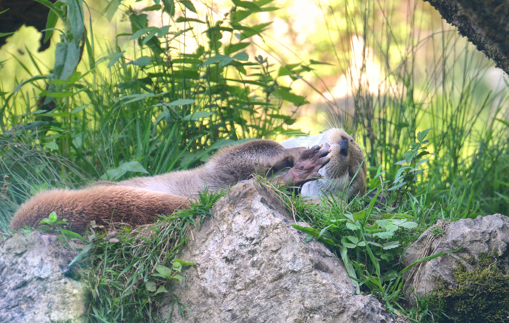 relaxed Foto & Bild | natur, otter, tierisch Bilder auf fotocommunity