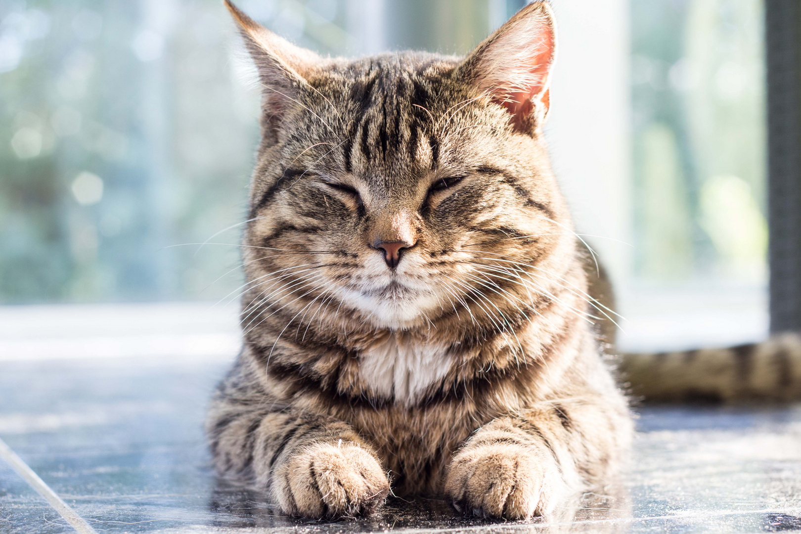 relaxt Foto & Bild | tiere, haustiere, katzen Bilder auf fotocommunity