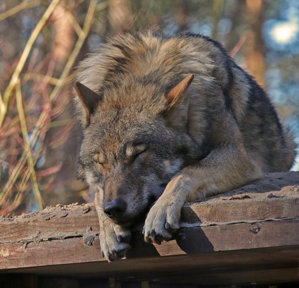Relaxter Wolf Foto & Bild | natur, tiere, zoo, wildpark & falknerei ...