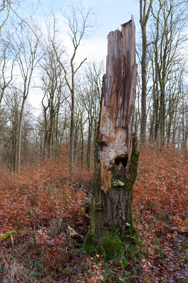 Relikt Foto & Bild | pflanzen, pilze & flechten, landschaft, bäume ...