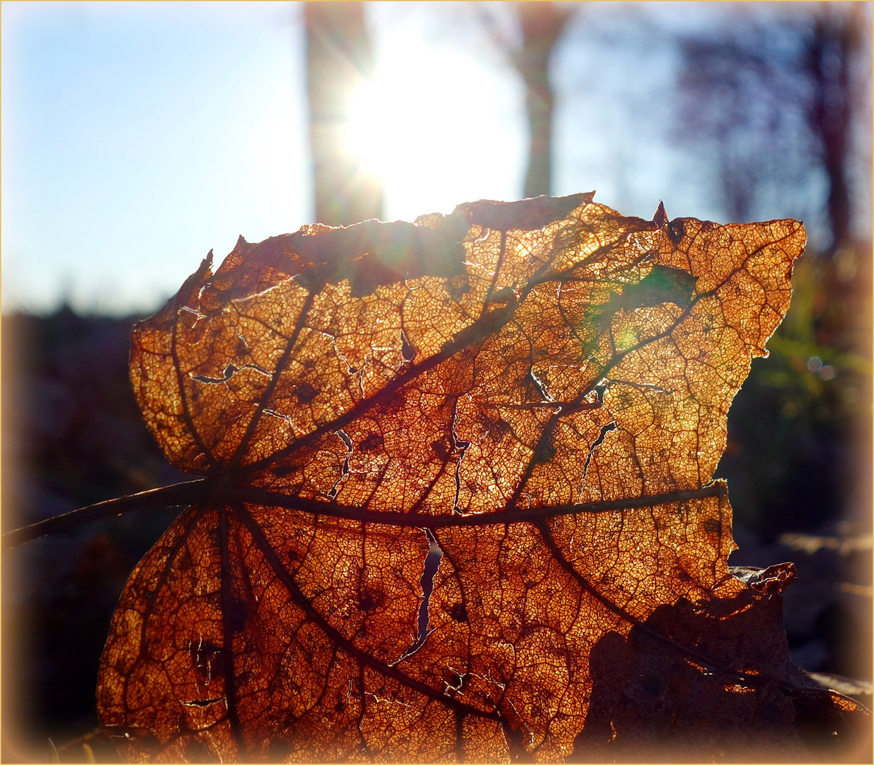 Relikt Foto & Bild | pflanzen, pilze & flechten, sonstiges, totes ...