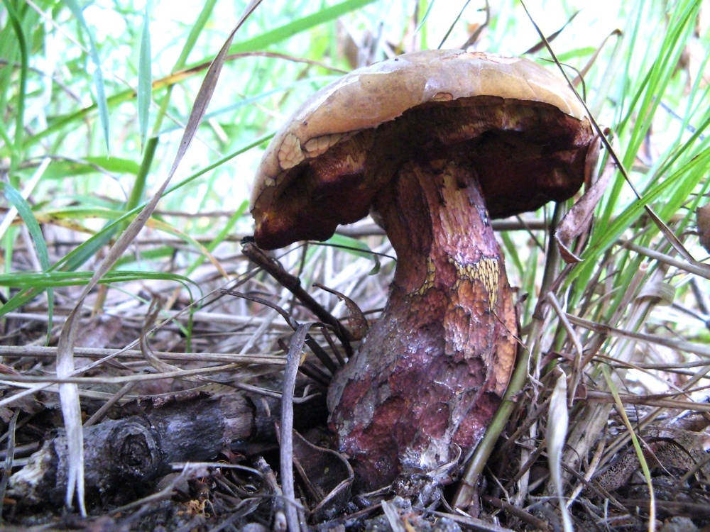 Relikt??? Foto & Bild | pflanzen, pilze & flechten, pilze & flechten ...