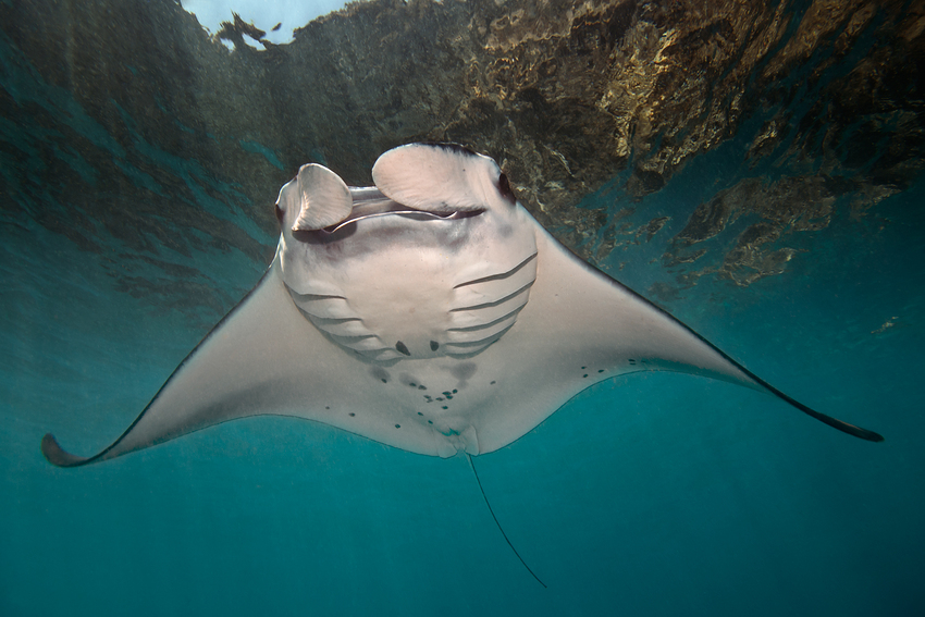 RELOAD Giant Manta Ray - Manta birostris - Manta Rochen Foto & Bild ...
