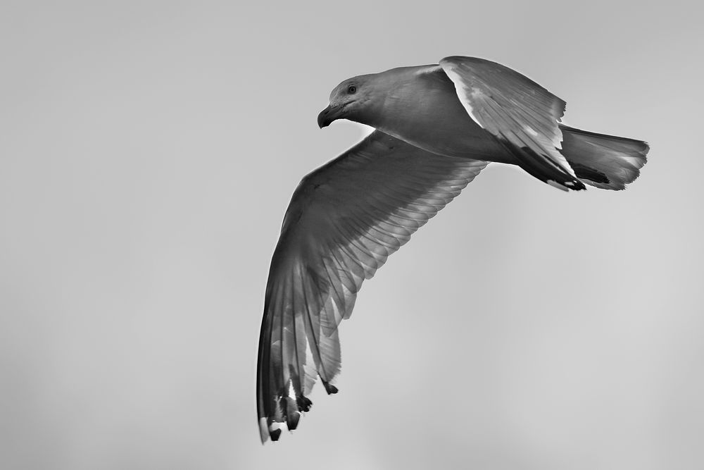 Rémiges photo et image | animaux, animaux sauvages, oiseaux Images ...