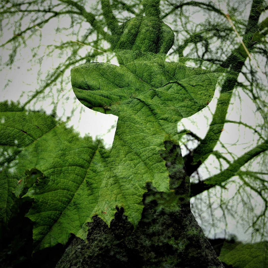 Renaitre photo et image | visions artistiques, surimpression, nature ...