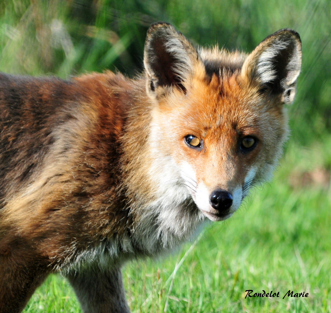 RENARD photo et image | animaux, nature Images fotocommunity