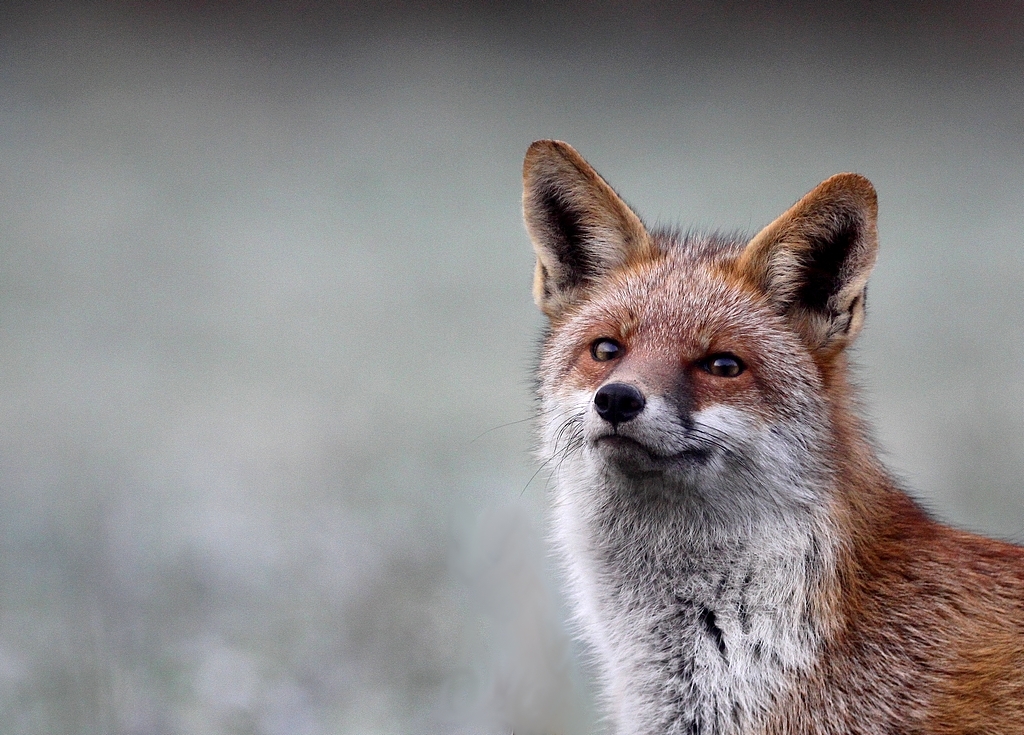 Renard roux photo et image | animaux, animaux sauvages, bovidés à l ...